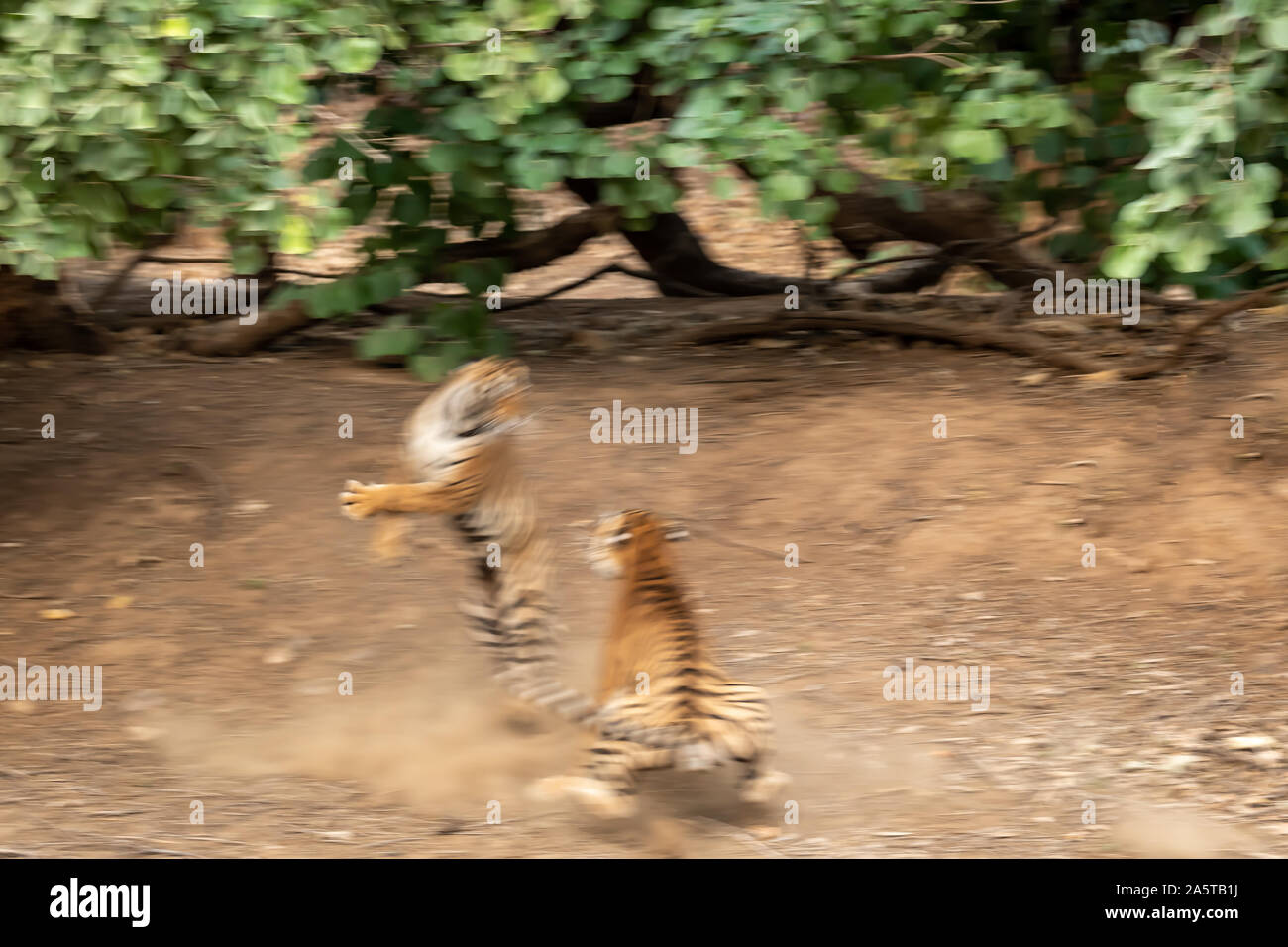 Defocused Motion Blur standing tiger fighting.Two Wild tigers ...