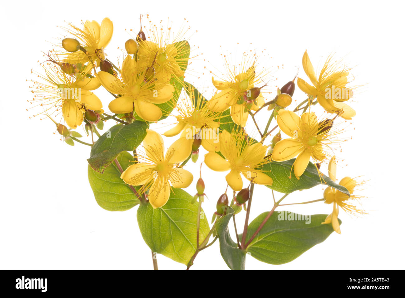 Shrub white flowers Cut Out Stock Images & Pictures - Alamy