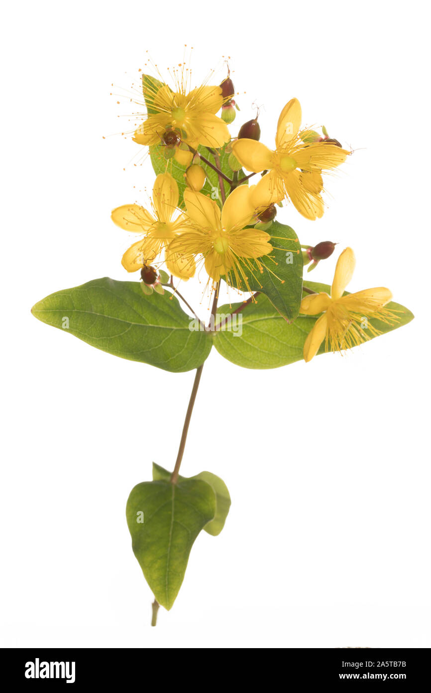 Shrub white flowers Cut Out Stock Images & Pictures - Alamy