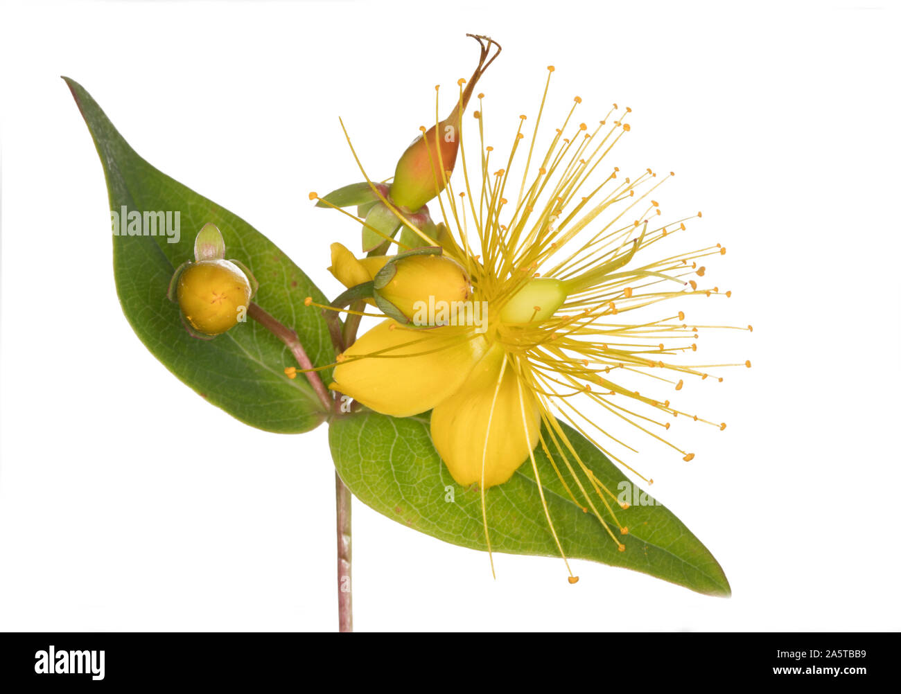 Hypericum flowers on a white background Stock Photo - Alamy