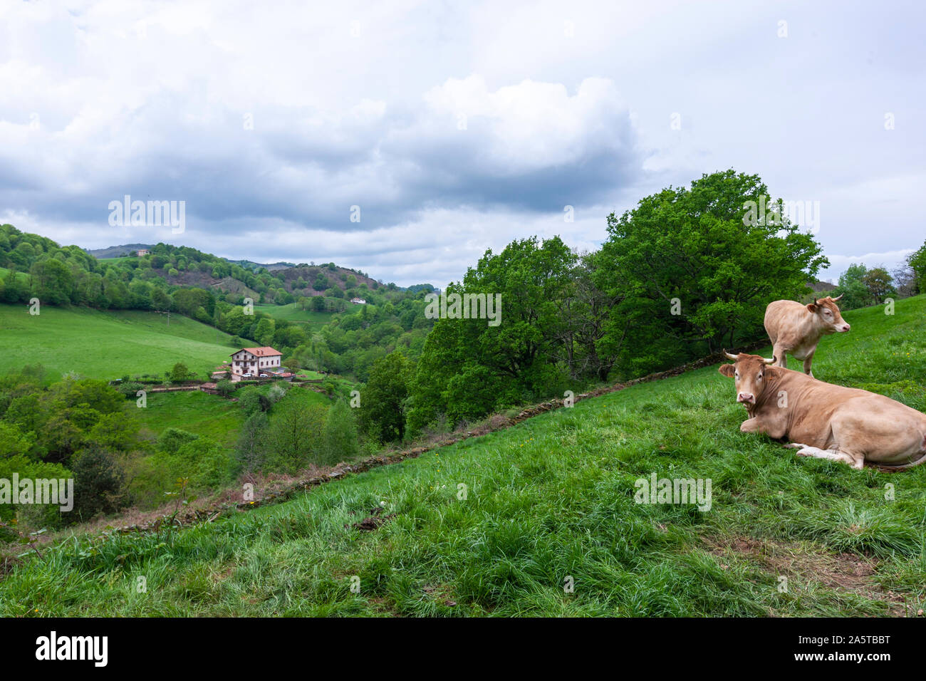 Cows and caserio hi-res stock photography and images - Alamy