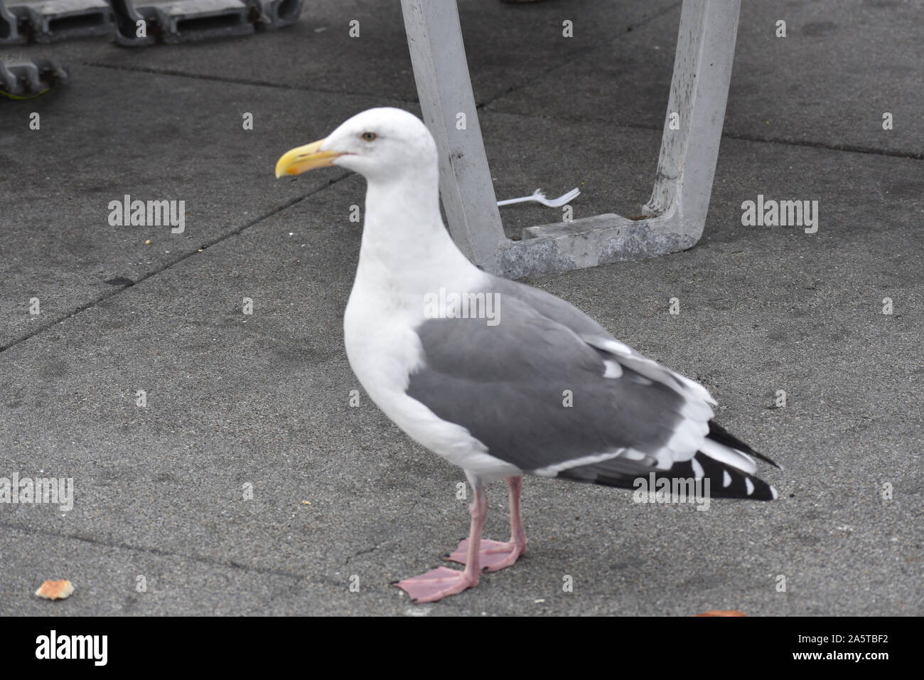 Sleek gull hi-res stock photography and images - Alamy