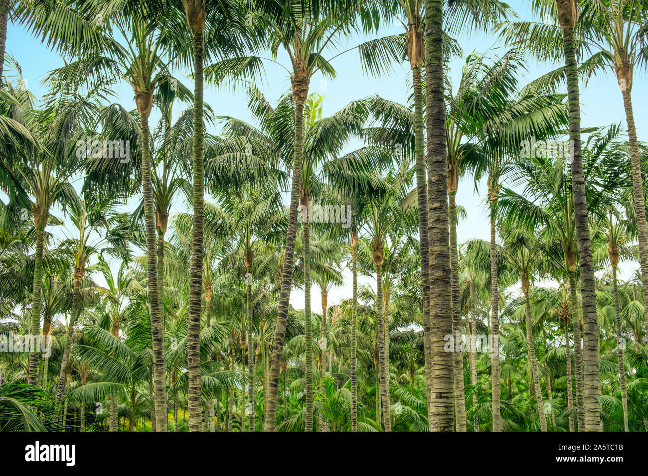 palm trees in tropical palm tree forest and blue sky Stock Photo - Alamy