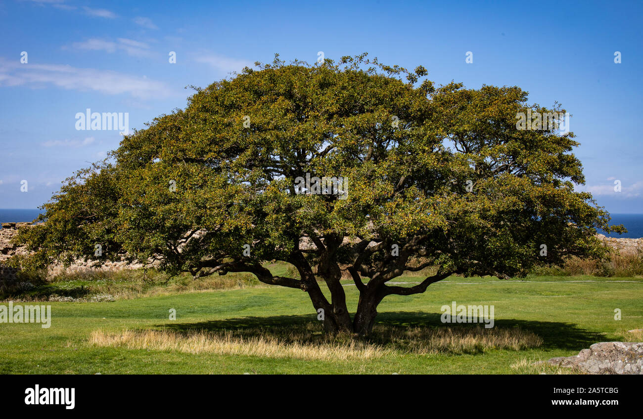 Hammershus - Bornholm, tree in the castle courtyard Stock Photo - Alamy