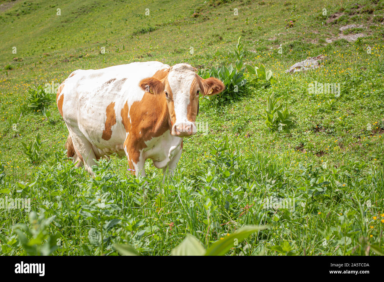 Alpine cows on meadows hi-res stock photography and images - Alamy