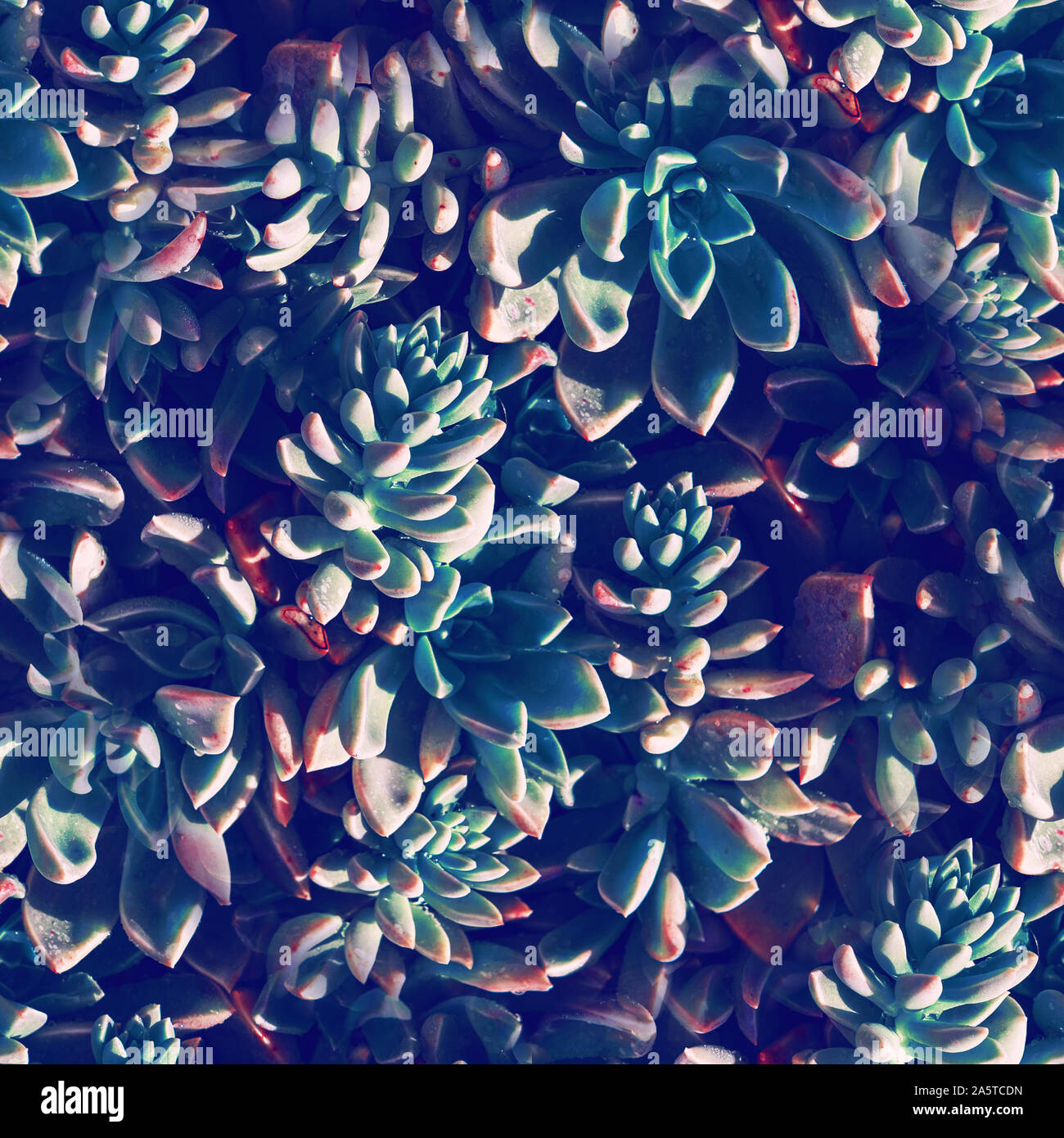 Two-colored succulents grow on the ground. Plant background of round ...