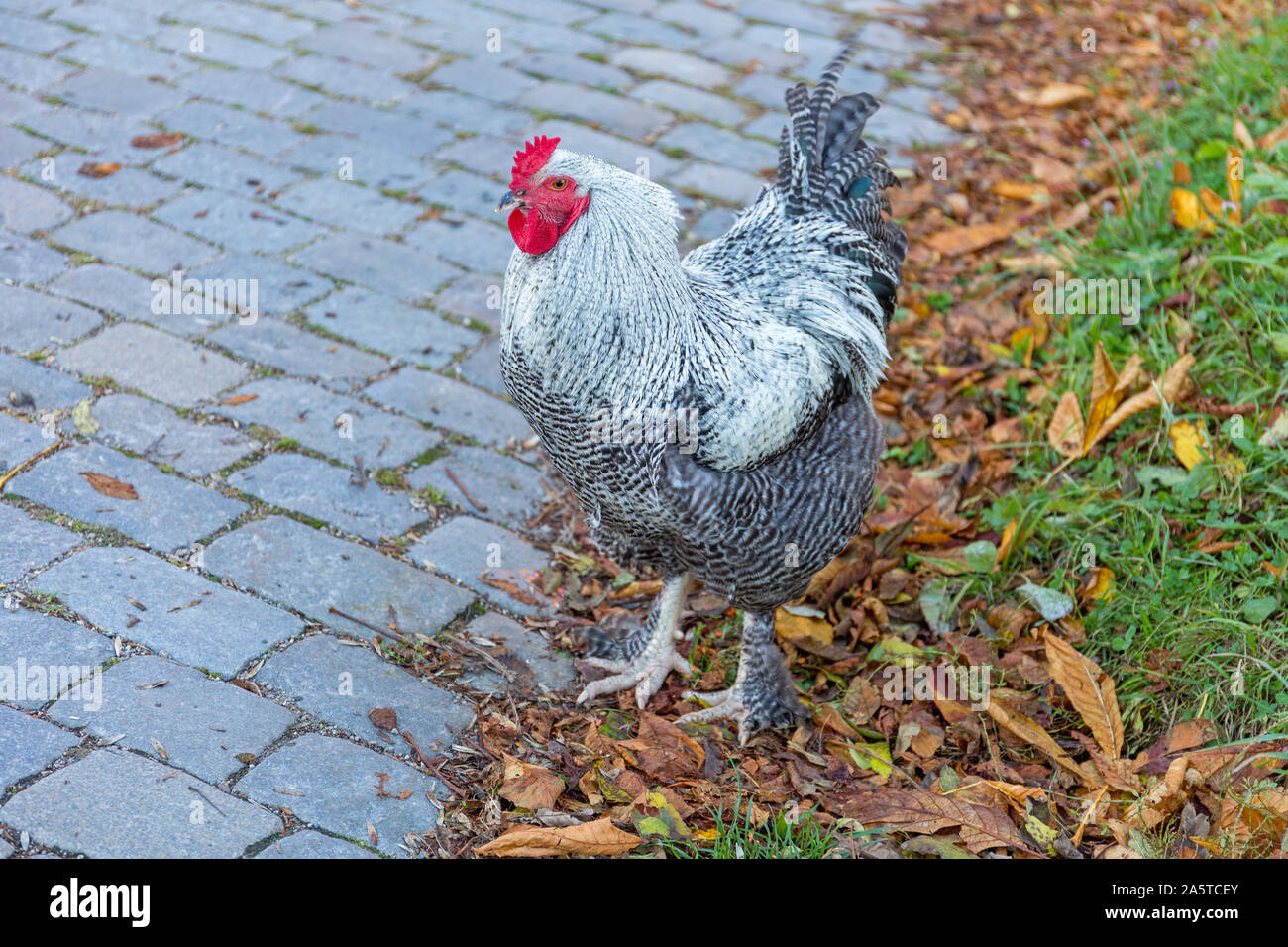 Big rooster hi-res stock photography and images - Alamy