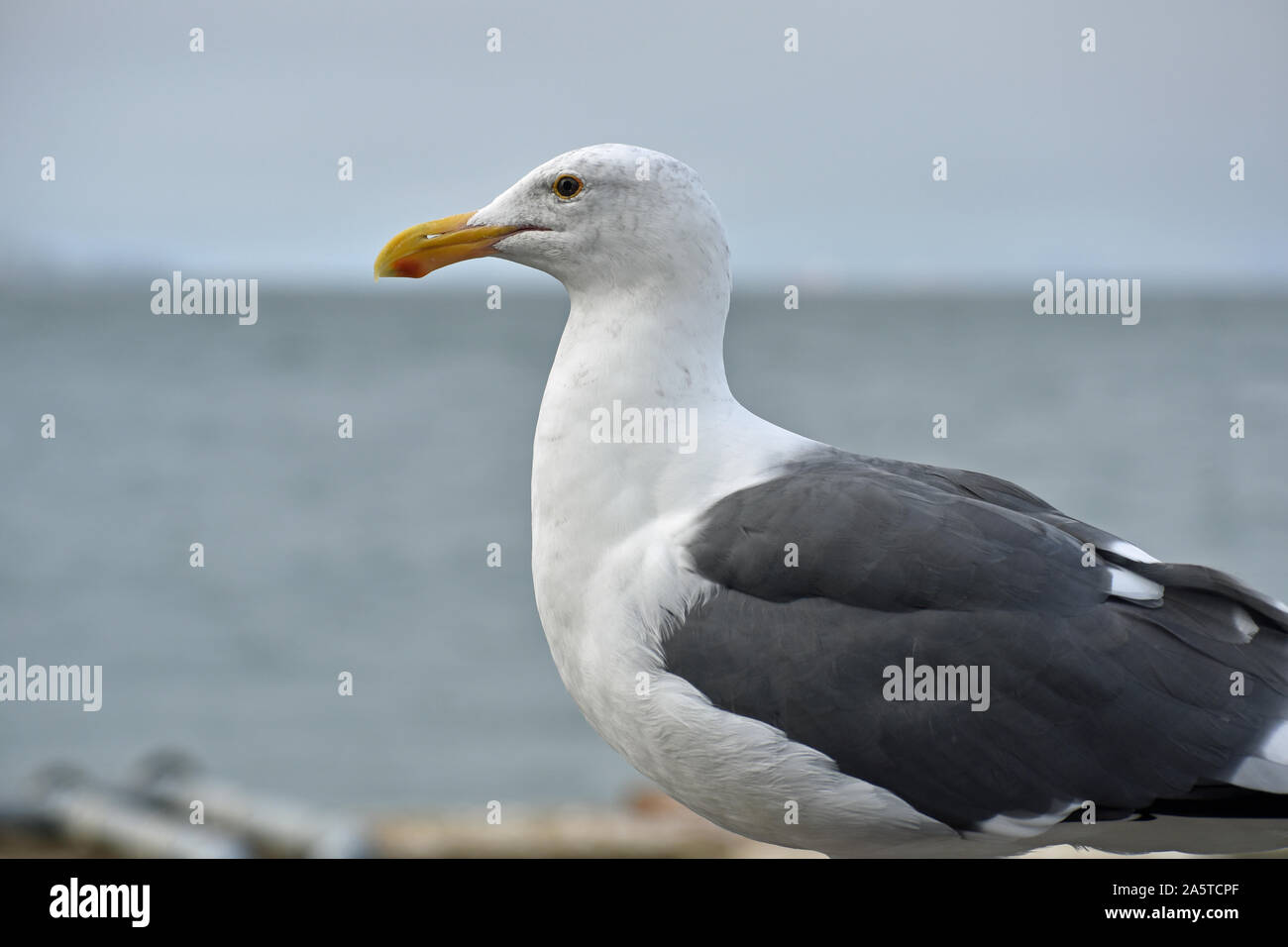 Jonathan seagul hi-res stock photography and images - Alamy