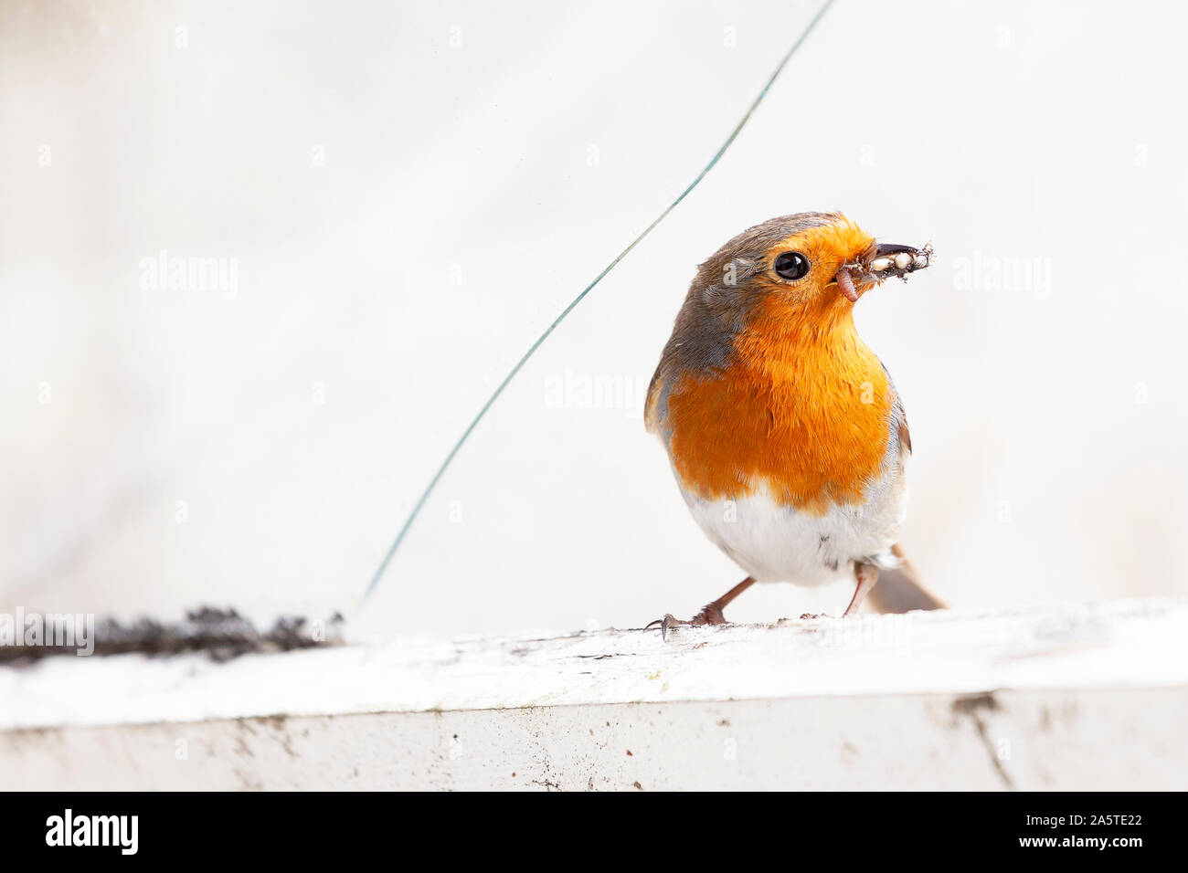 Robin with grubs in beak perched on window ledge Stock Photo - Alamy