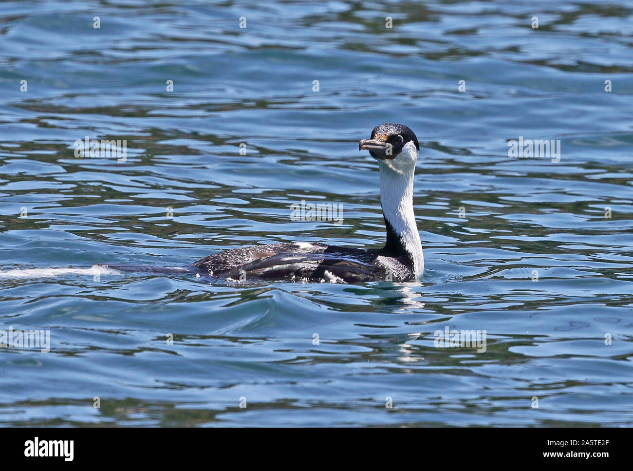 Imperial Shag (Phalacrocorax atriceps atriceps) adult swimming in the ...