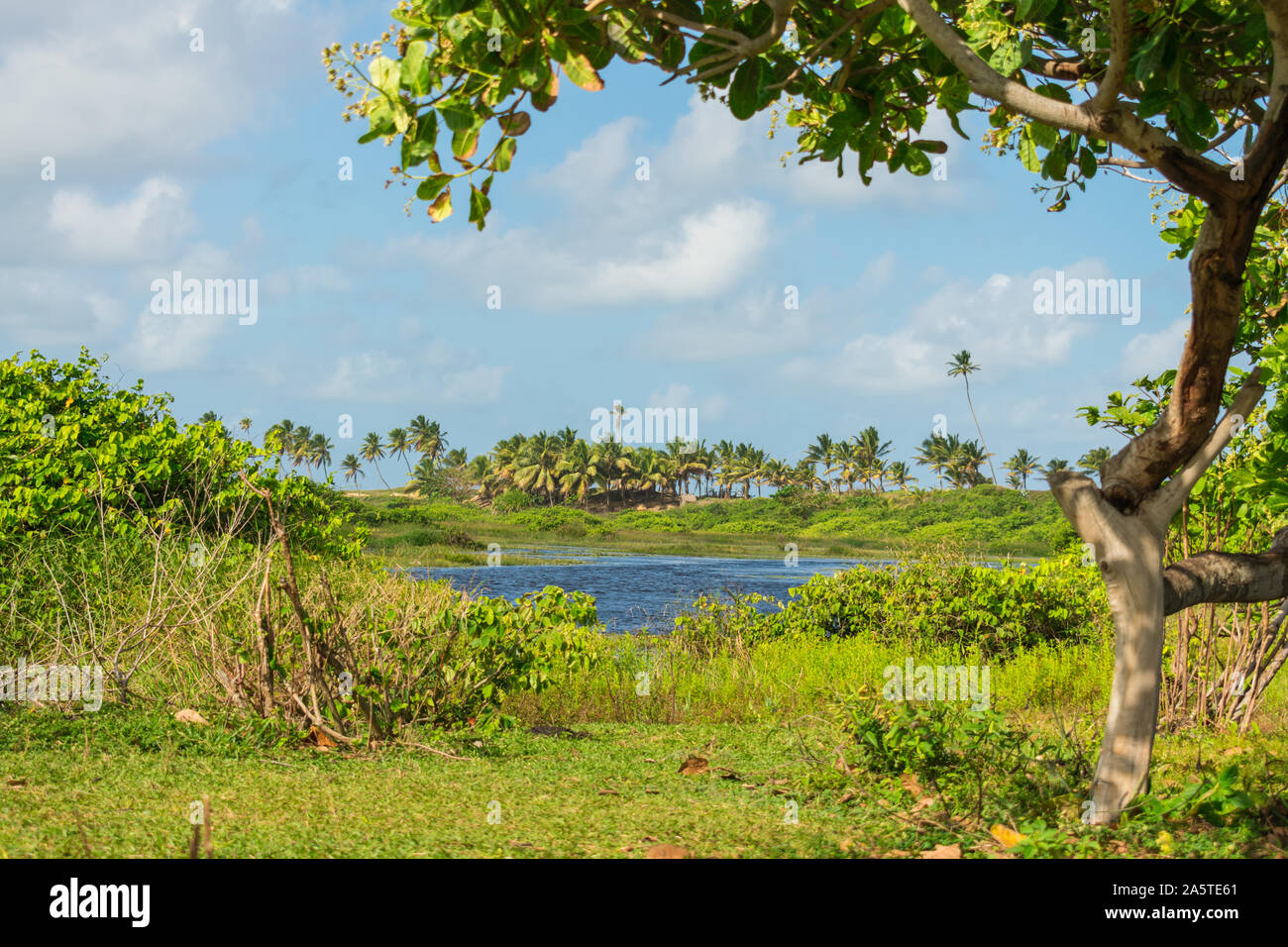 A view of the river Capivara Grande with coconut trees in the ...