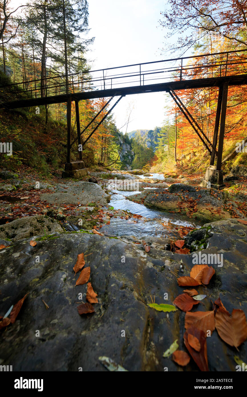Autumn River in Valley Oetschergraben Austria, Lower Austria, Oetscher ...