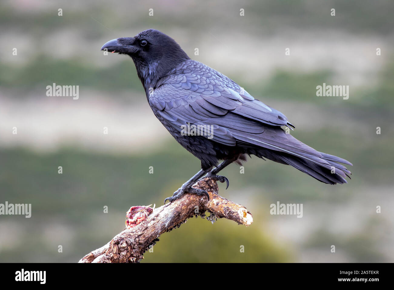 Crow landing on field hi-res stock photography and images - Alamy