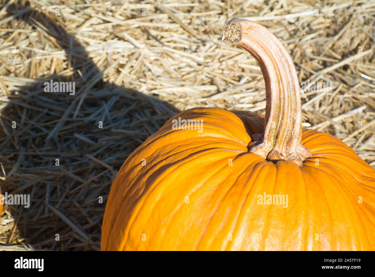 Pumpkin with Shadow in Pumpkin Patch Stock Photo - Alamy