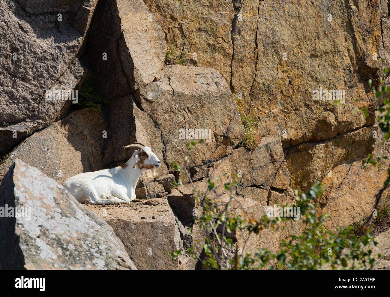 Goat on the rock hi-res stock photography and images - Alamy