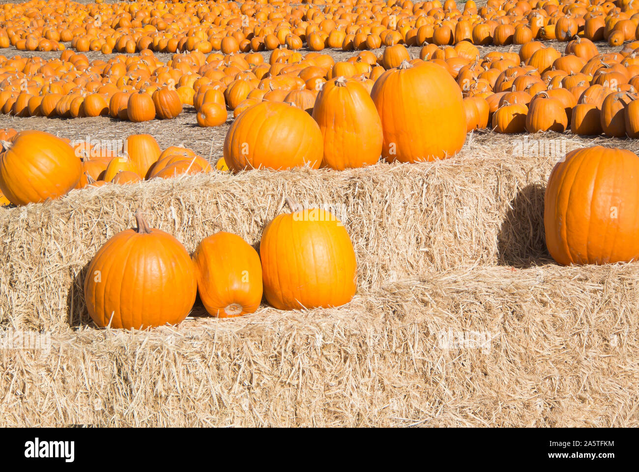Field of Pumpkins Stock Photo - Alamy