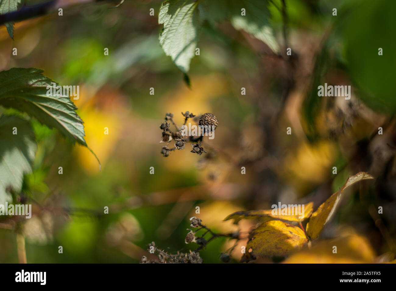 Closeup on the dry grass in early spring Stock Photo - Alamy