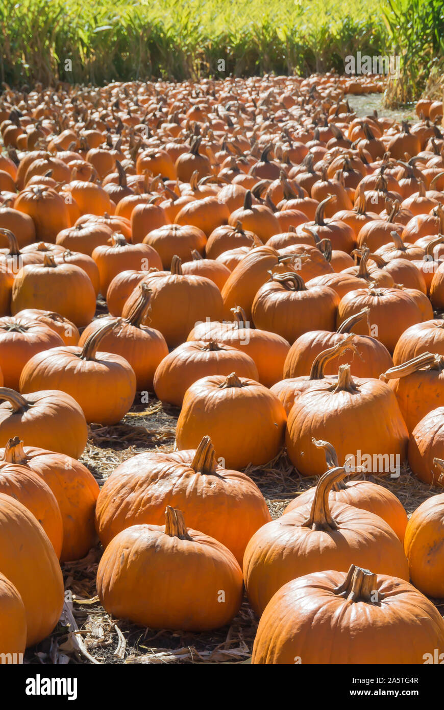 Field of Pumpkins Stock Photo - Alamy