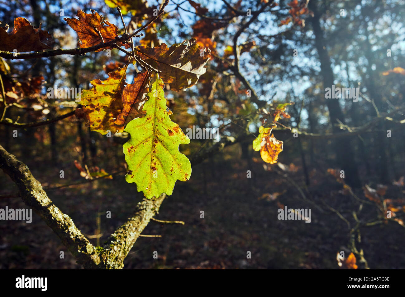Sunlit oak leaf during autumn in Poland Stock Photo - Alamy
