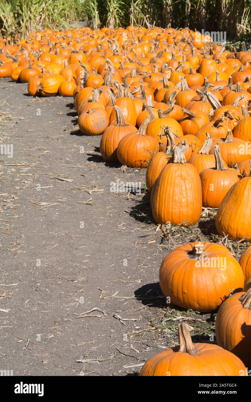 Field of Pumpkins Stock Photo - Alamy