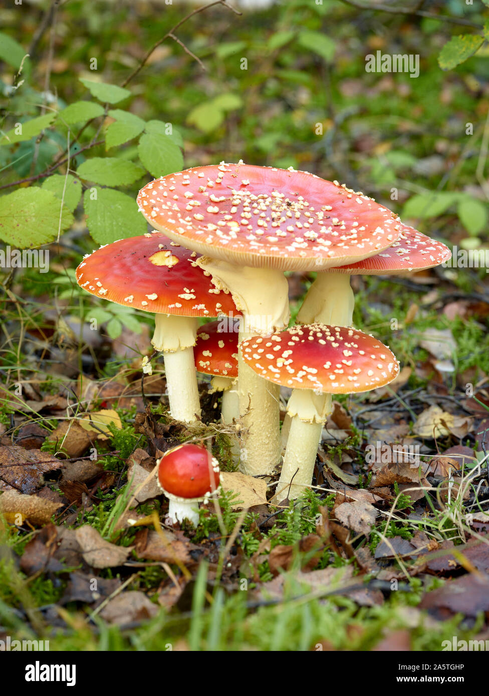 Fly agaric, Amanita muscaria, fungi natural environment intimate ...