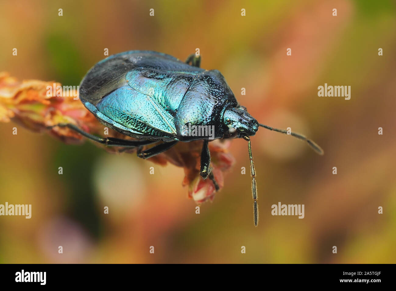 Heather shieldbug on heather hi-res stock photography and images - Alamy