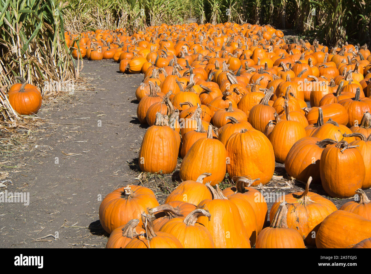 Field full of pumpkins hi-res stock photography and images - Alamy