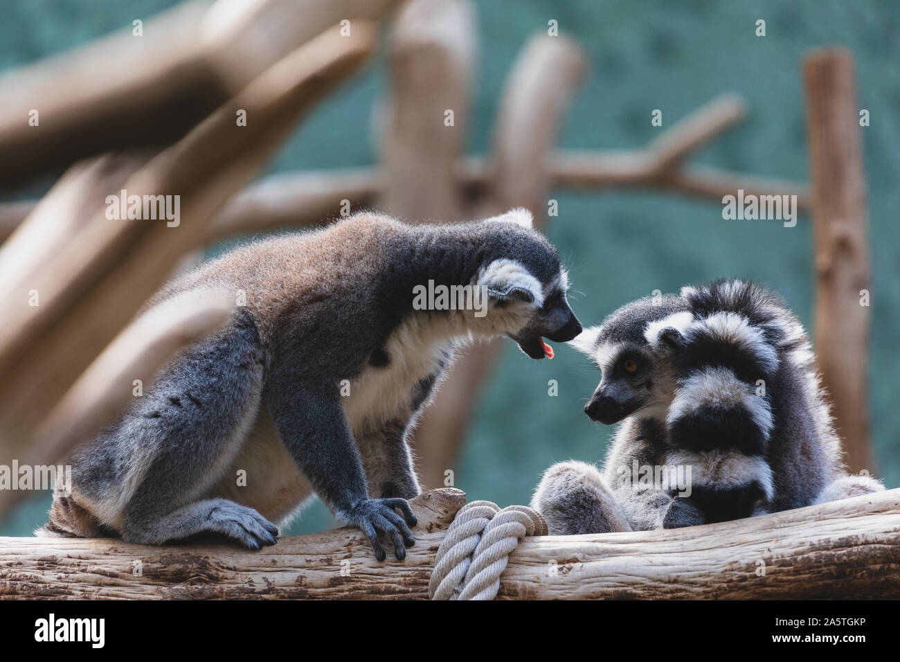 Ring tailed lemur mouth open hi-res stock photography and images - Alamy