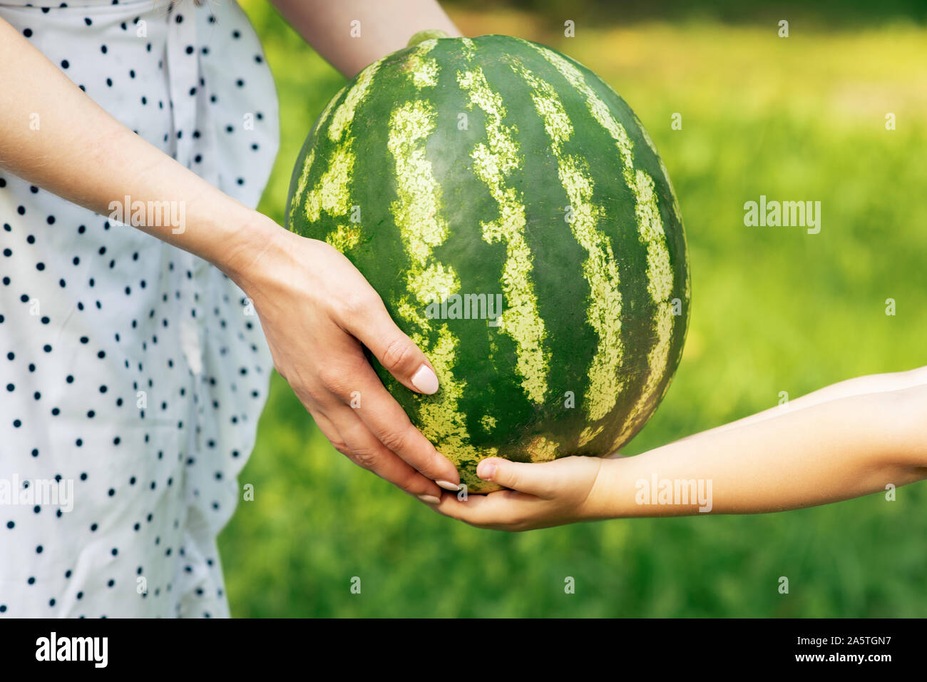 Baby's hands takes from woman's hands a whole watermelon close up ...