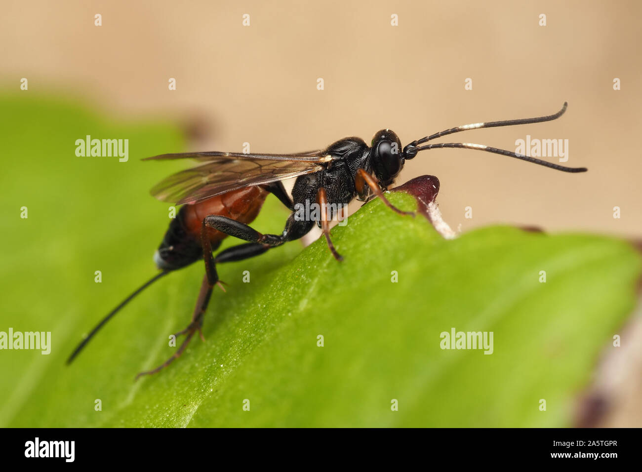 Female Aritranis director Ichneumon Wasp perched on plant leaf ...