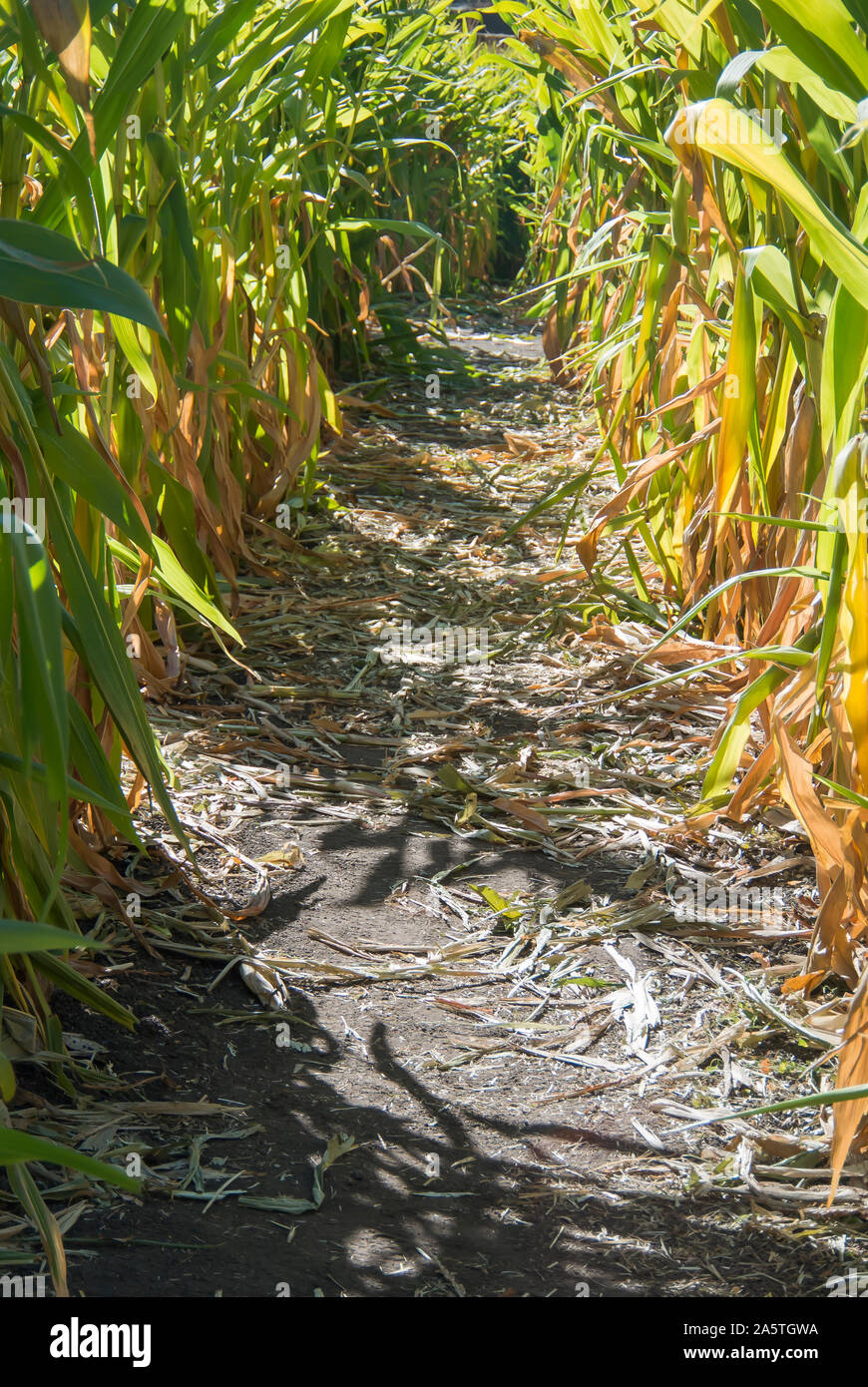 Pathway Through Corn Maze Stock Photo - Alamy