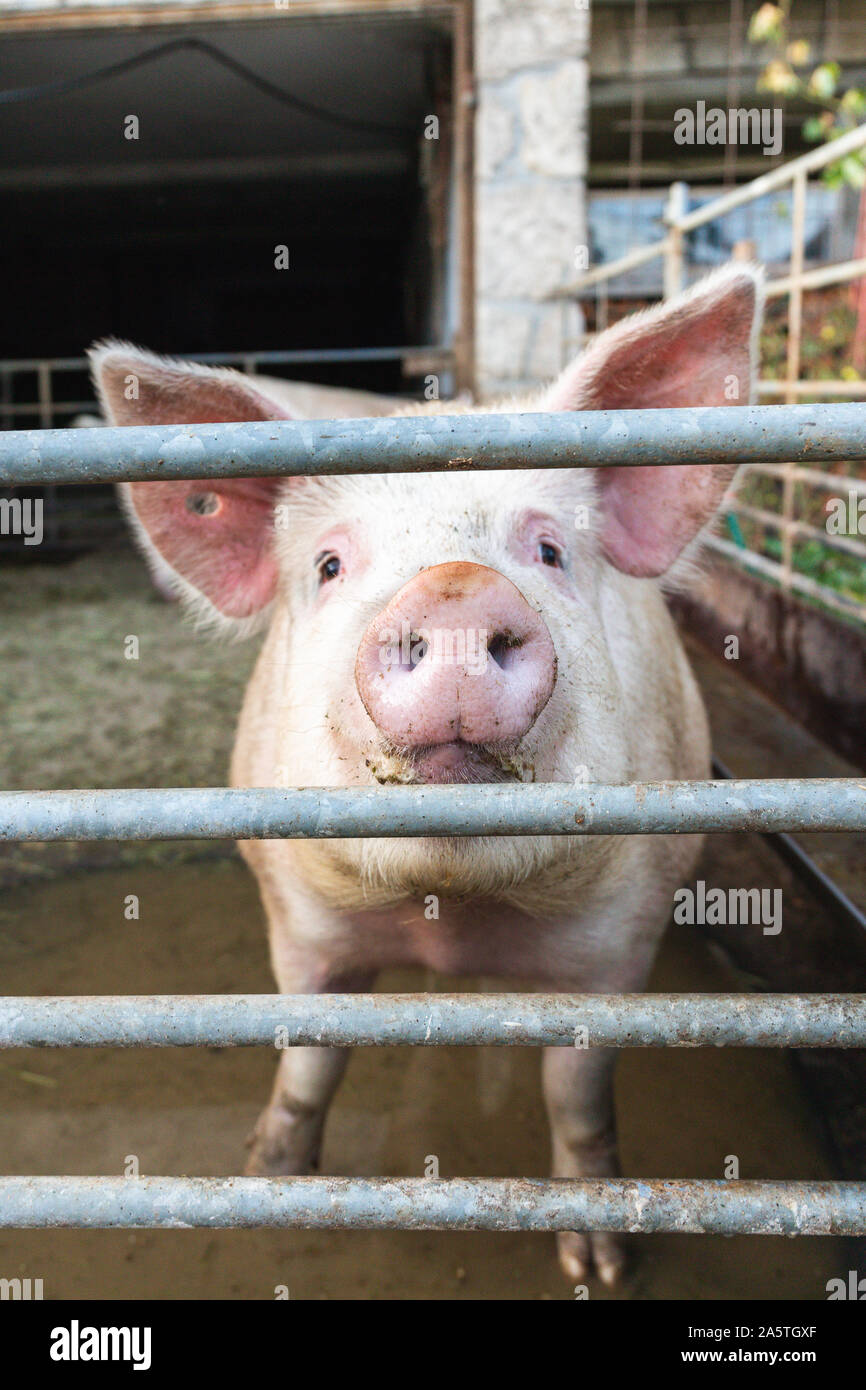 Pig stall hi-res stock photography and images - Alamy