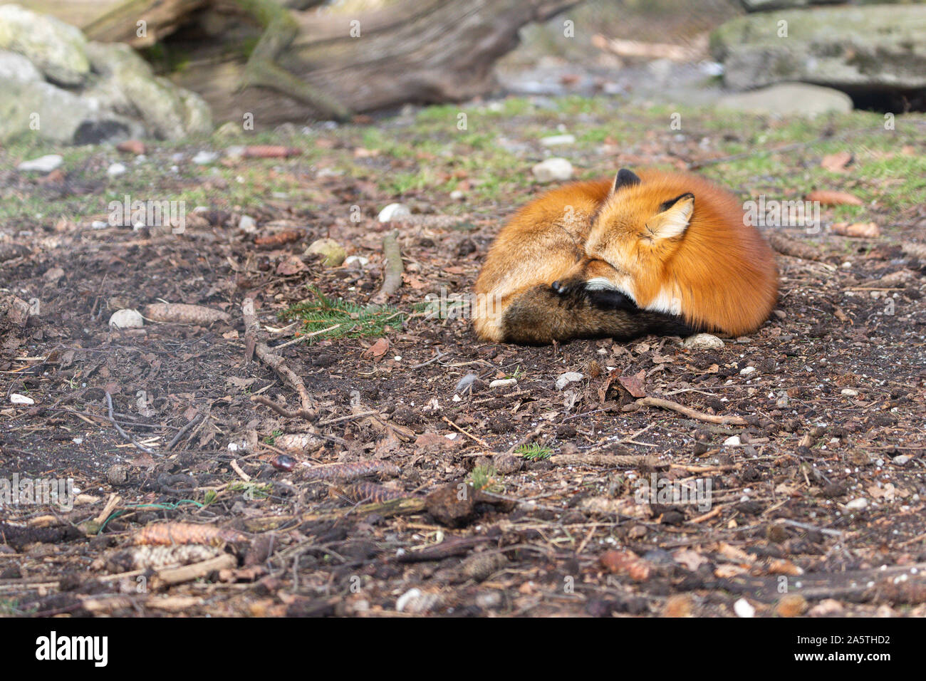 Sleeping fox in the wild Stock Photo - Alamy