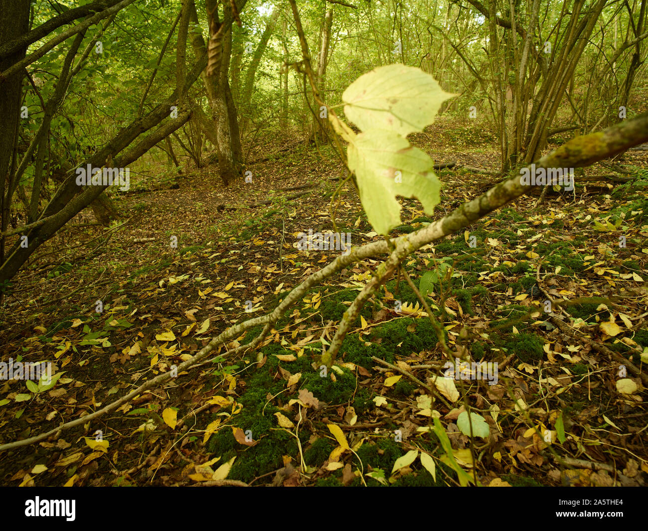 Illustrating Natures chaos with natural environment portraits Stock ...