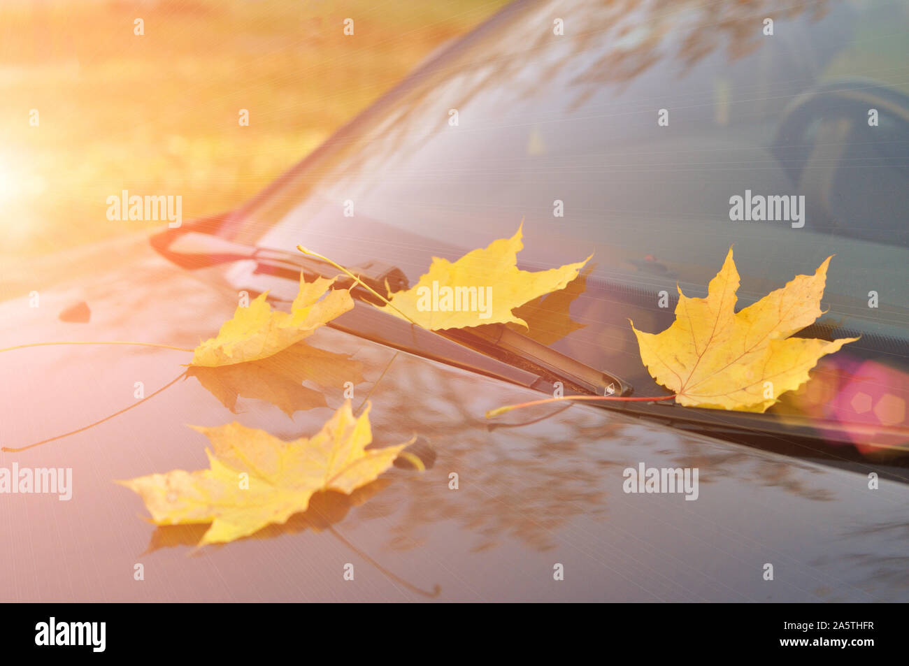 Yellow maple leaves on the hood of a car. flare Stock Photo - Alamy