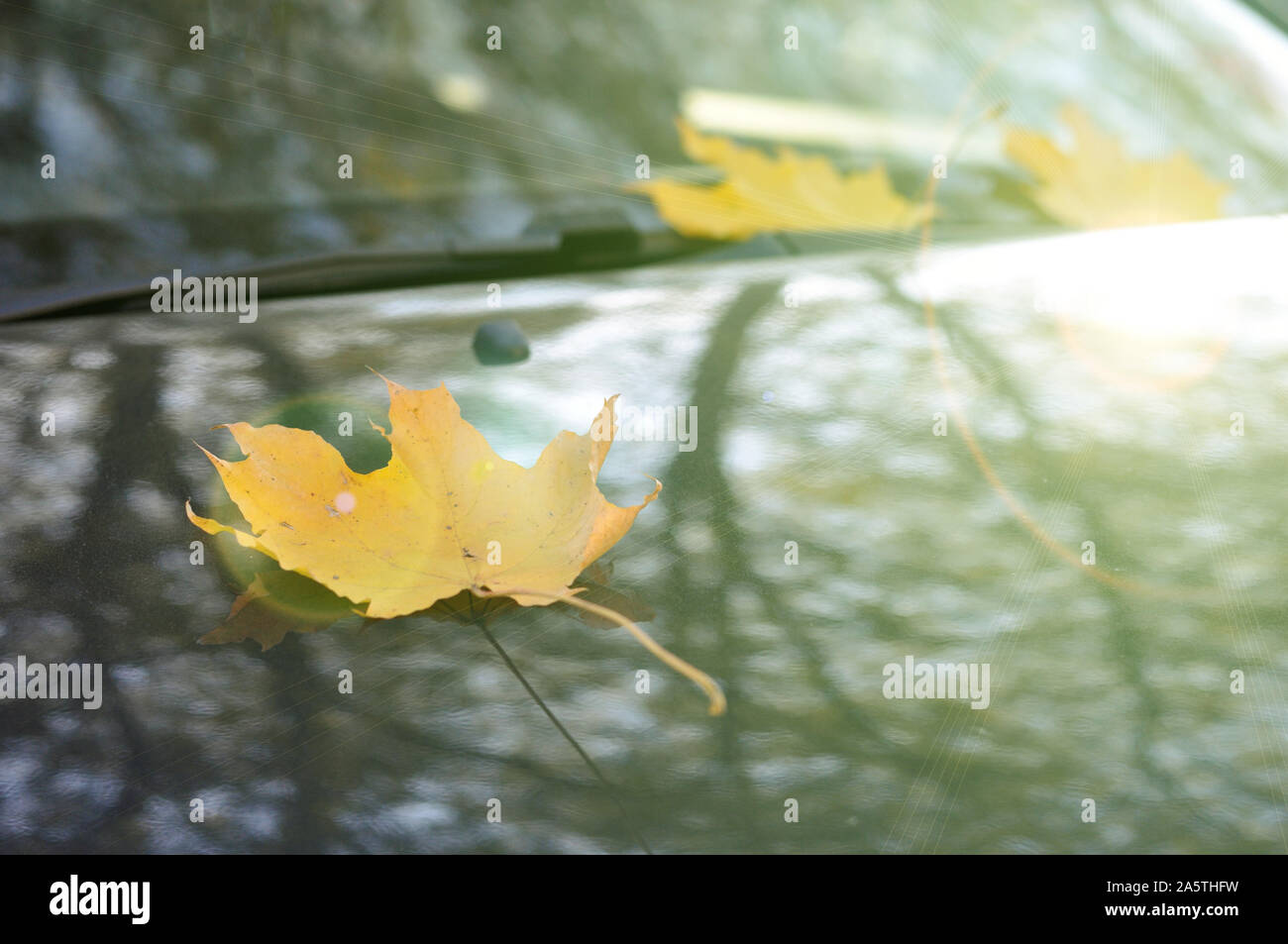 Yellow maple leaves on the hood of a car. flare Stock Photo - Alamy