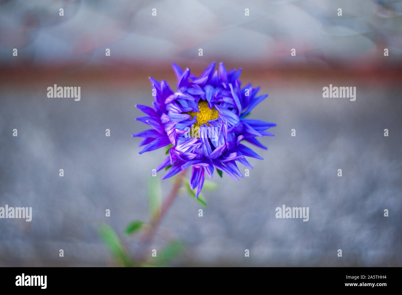 Blue snowdrop with dew drop closeup, spring flowers Stock Photo - Alamy