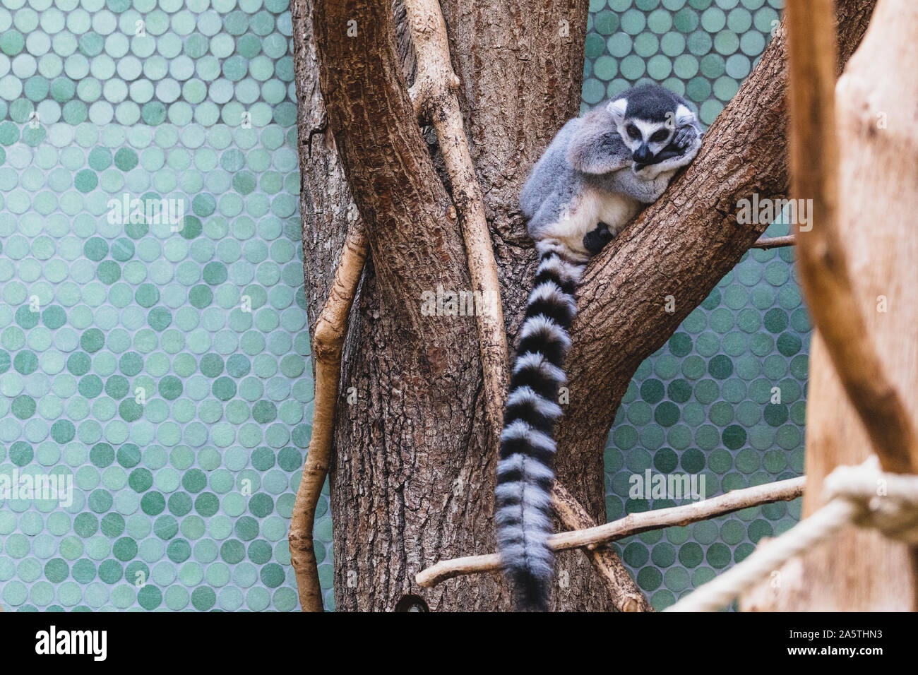 Sleepy ring-tailed lemur catta in a zoo on a tree Stock Photo - Alamy