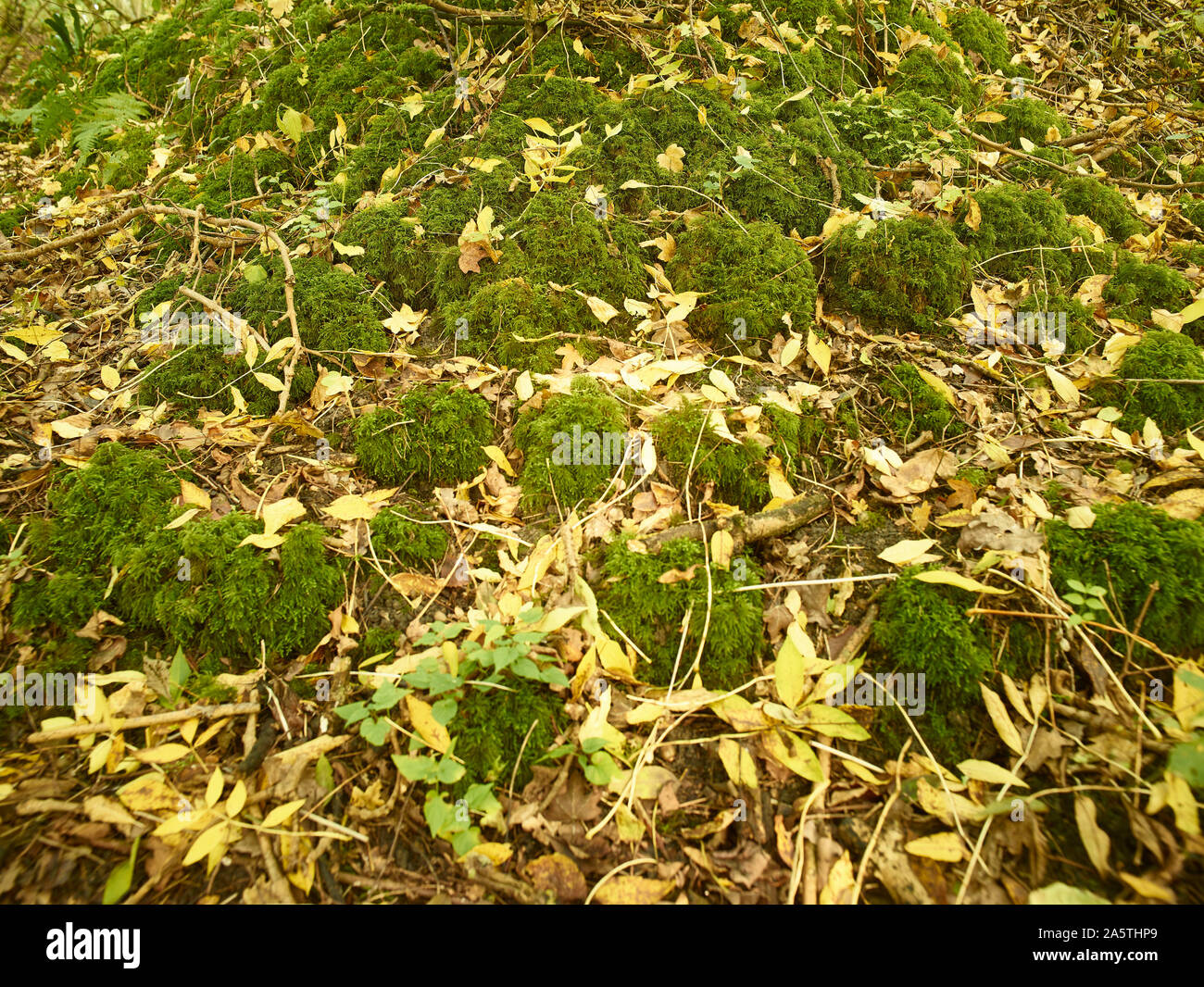 Illustrating Natures chaos with natural environment portraits Stock ...