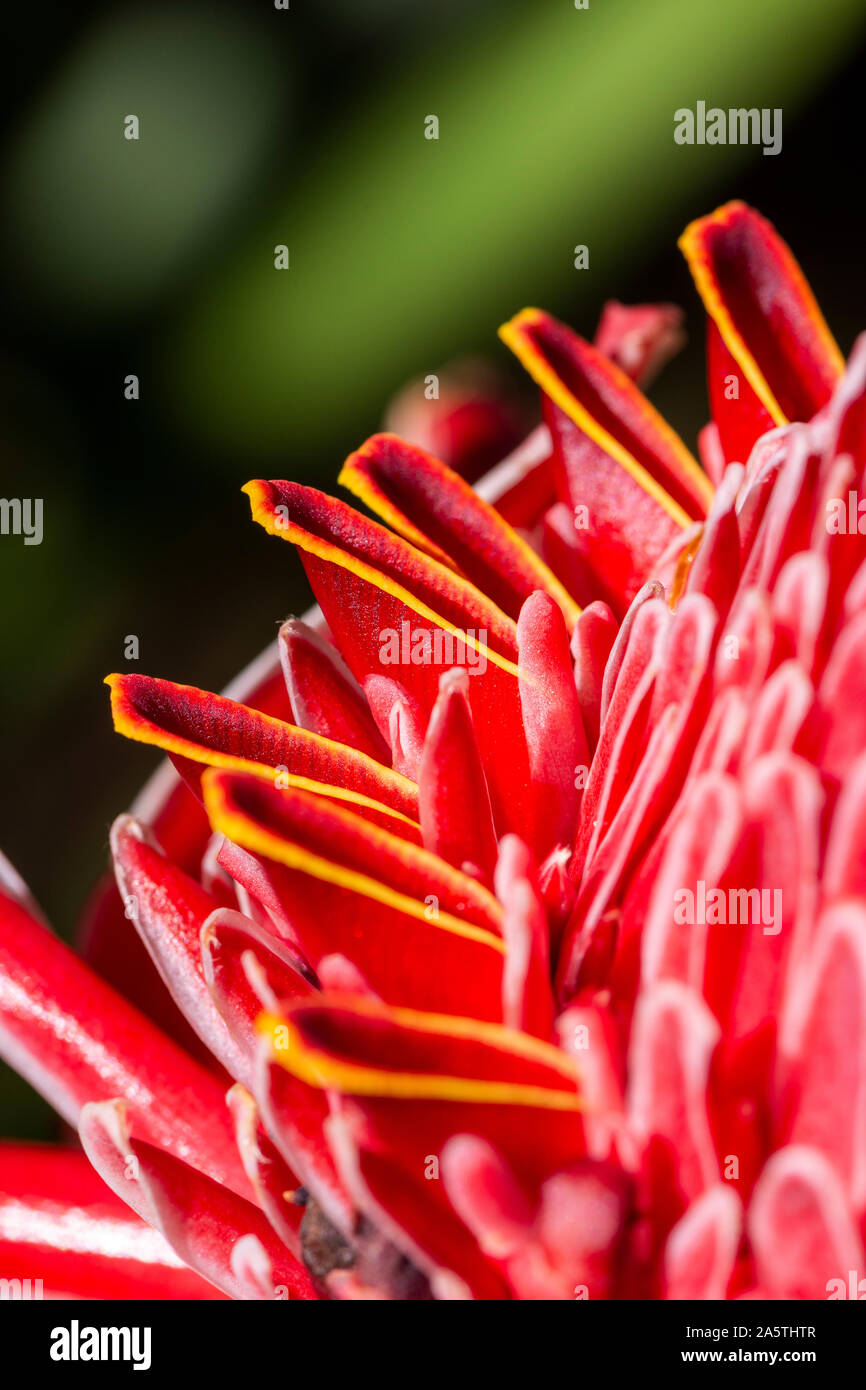Atlantic rainforest flower hi-res stock photography and images - Alamy