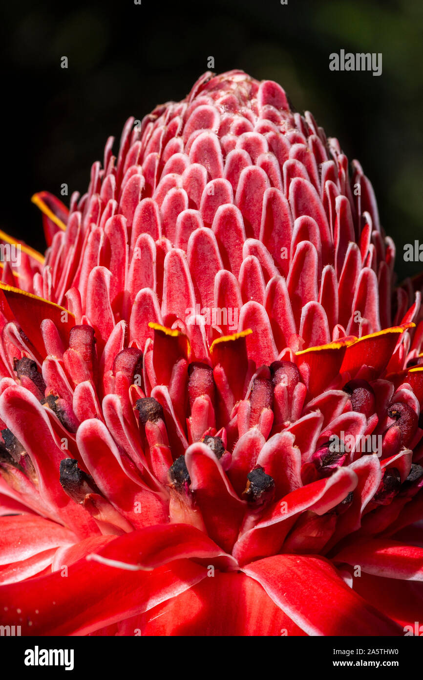 Atlantic Rainforest Flower High Resolution Stock Photography and Images ...