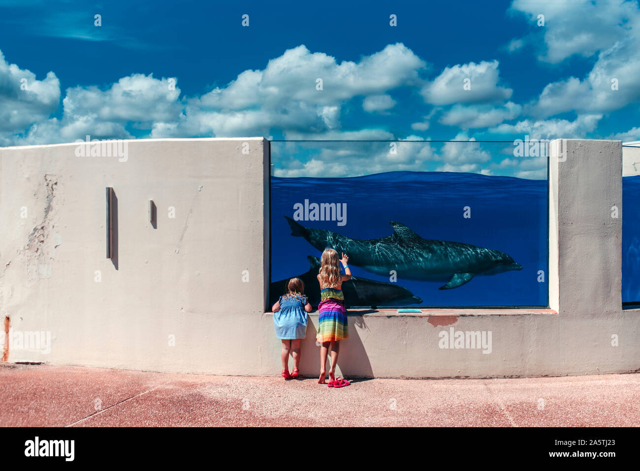 Dolphin tank hi-res stock photography and images - Alamy