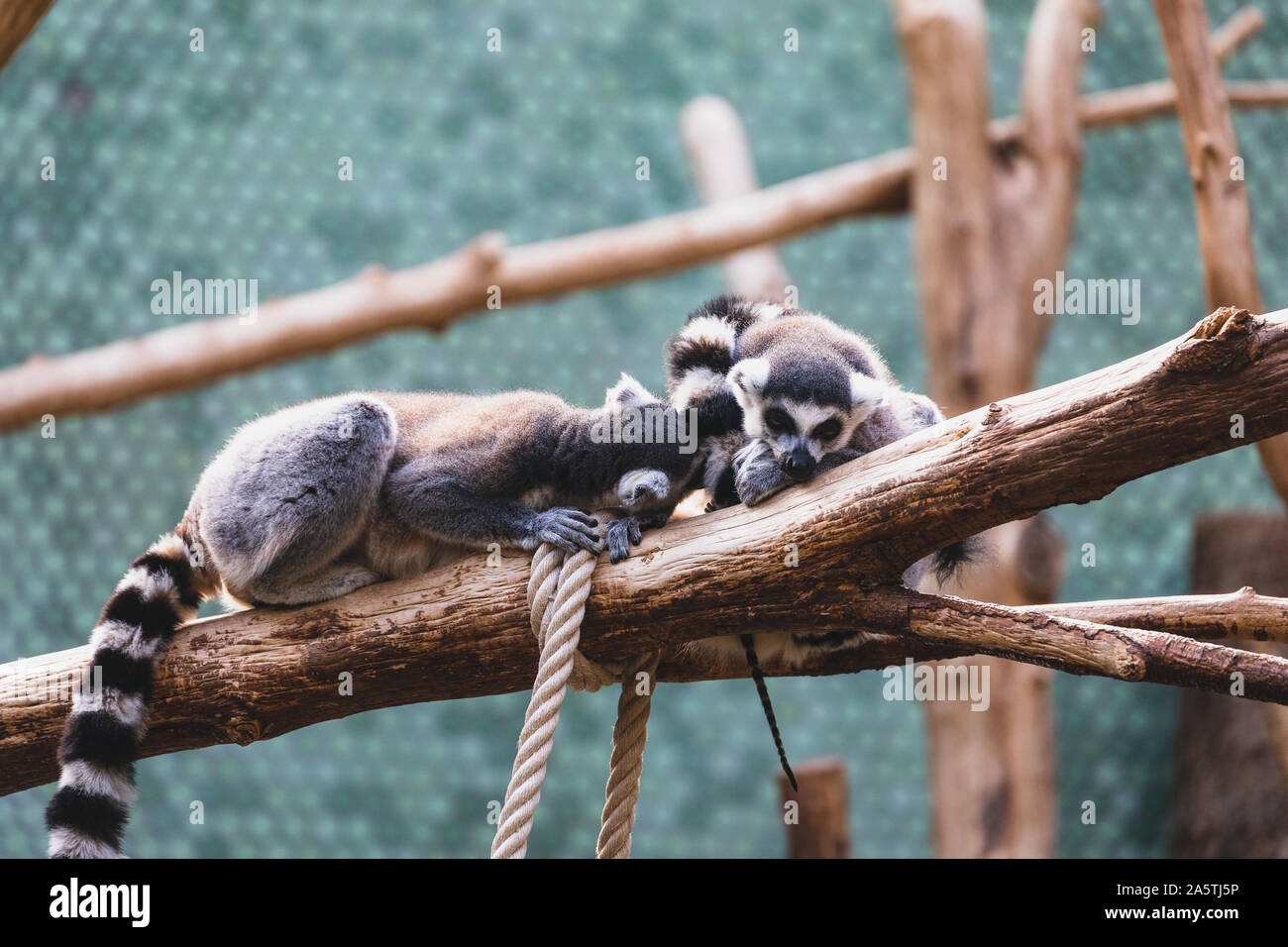 Ring tailed lemur mouth open hi-res stock photography and images - Alamy