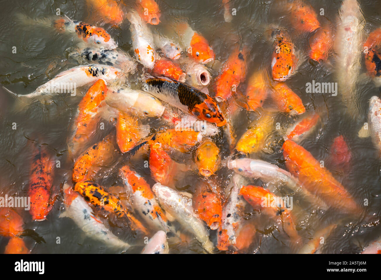 A large school of Koi fish cluster together Stock Photo - Alamy