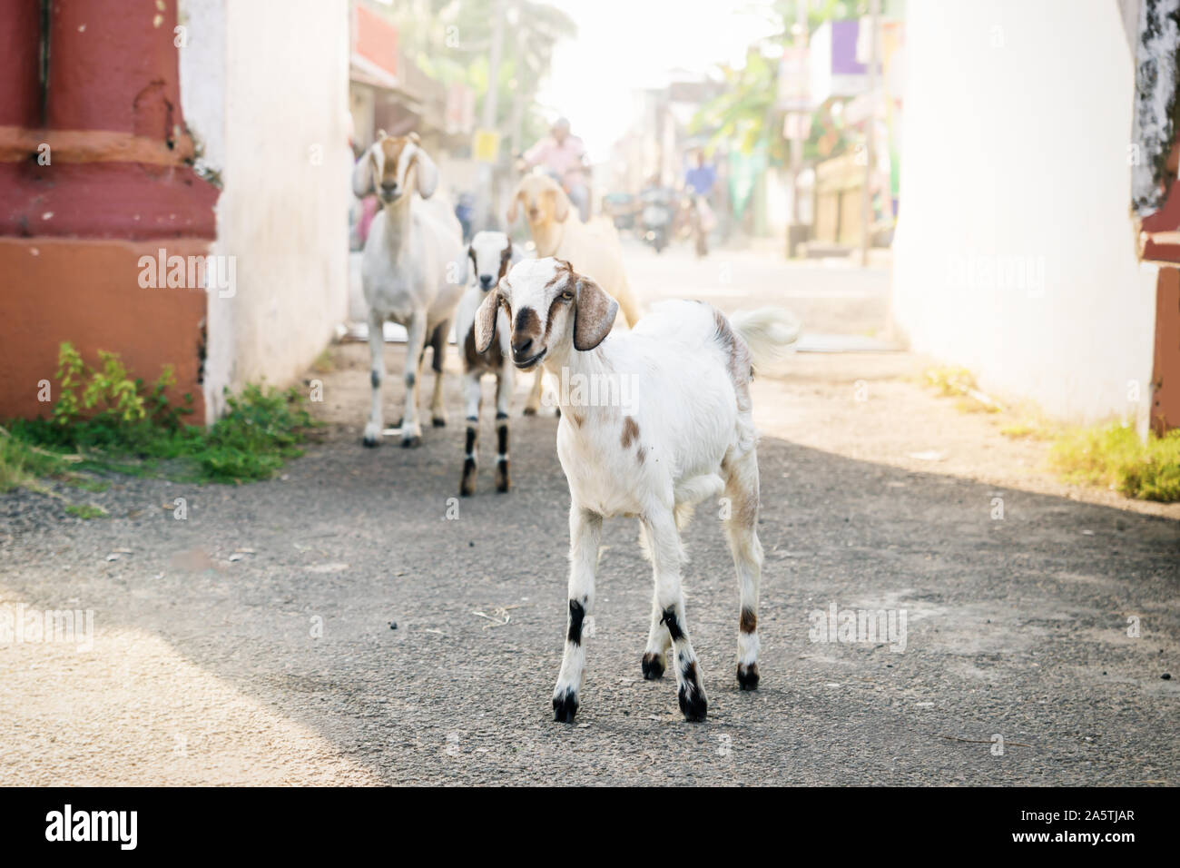 Kerala traditional houses hi-res stock photography and images - Alamy