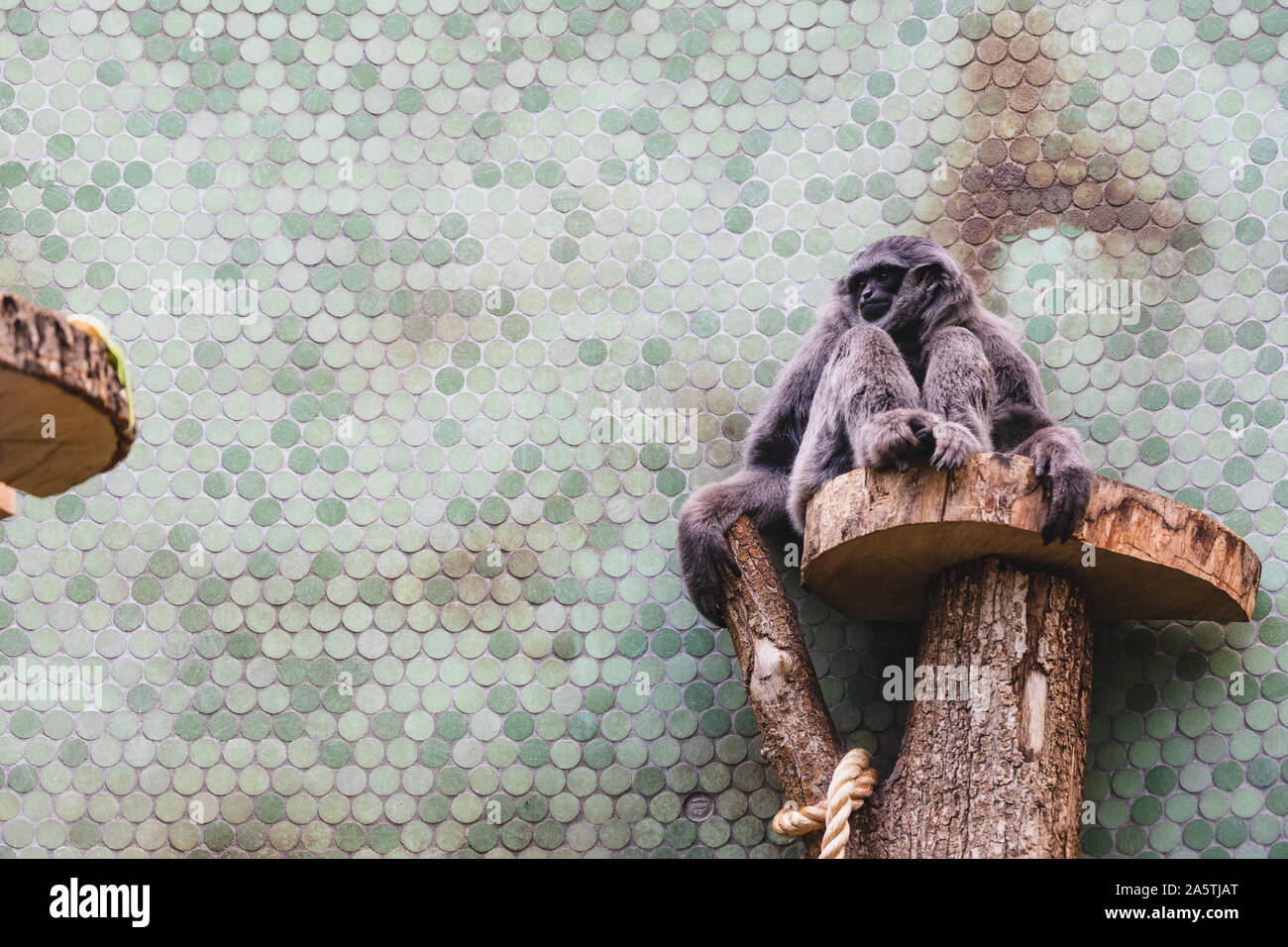 Old silver gibbon sitting on a tree in a zoo looking around Stock Photo ...
