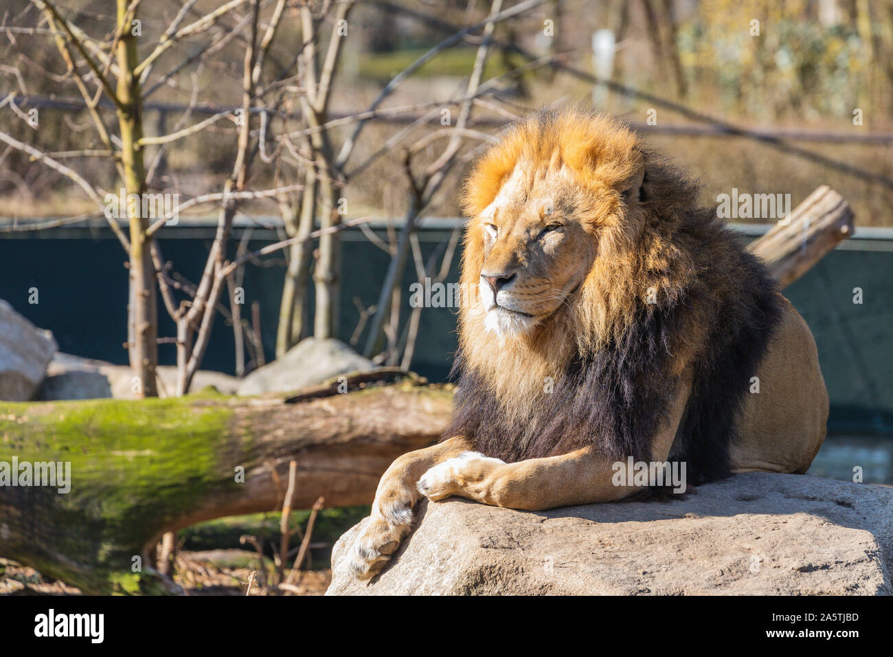 Male lion sunbathing on rock in zoo Stock Photo - Alamy