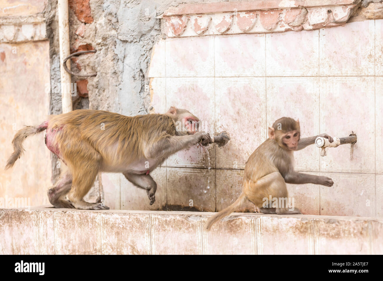Macaque monkeys drink from a tap at a Monkey Temple (Galta Ji Stock ...