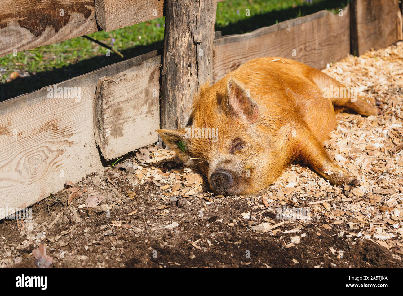Sunbathing pig hi-res stock photography and images - Alamy