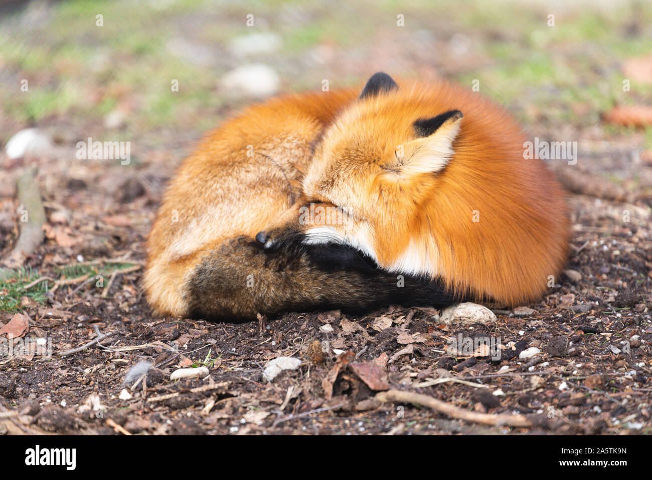 Close-up of a sleeping fox in the wild Stock Photo - Alamy